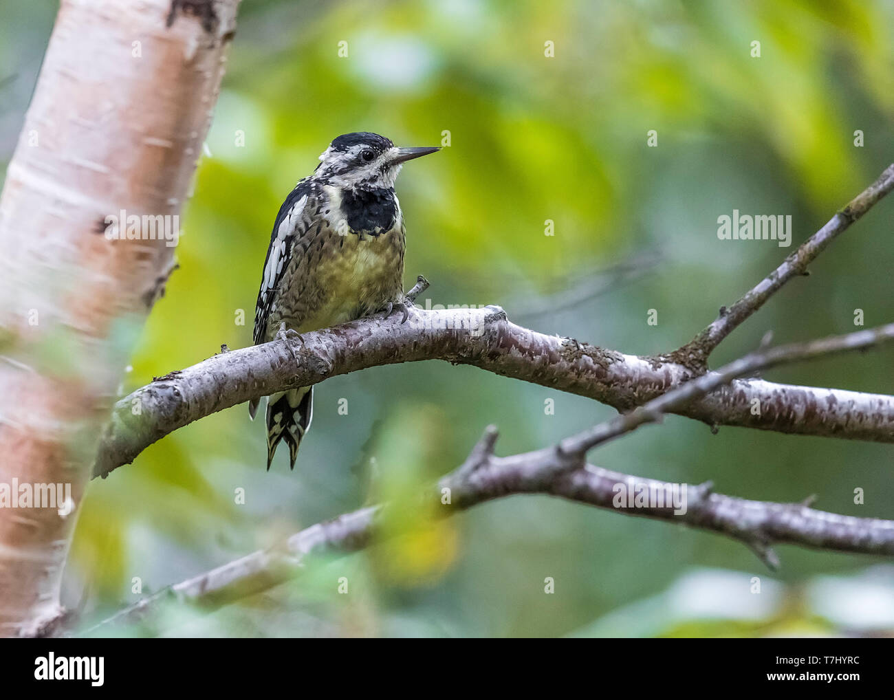 Yellow bellied sapsucker hi-res stock photography and images - Alamy