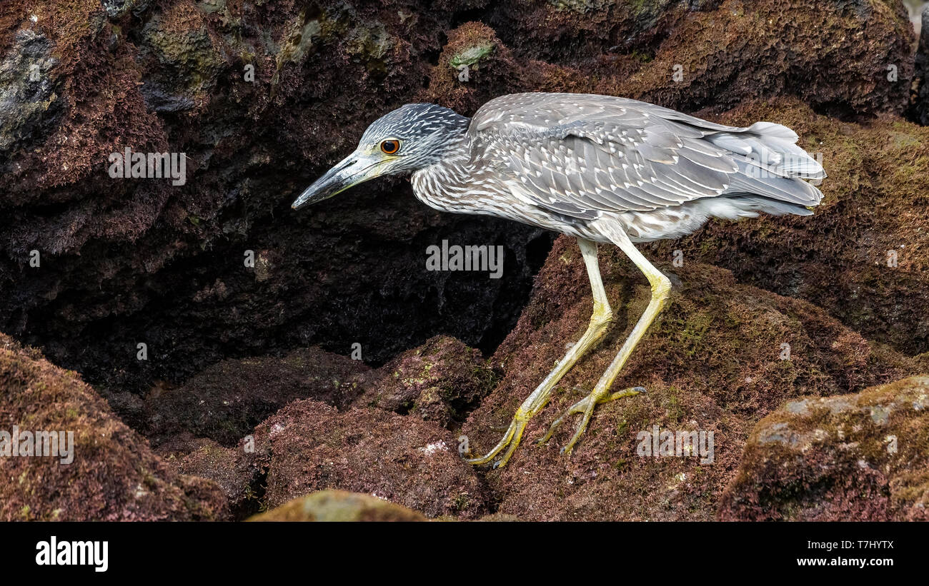 Azores night bird hi-res stock photography and images - Alamy