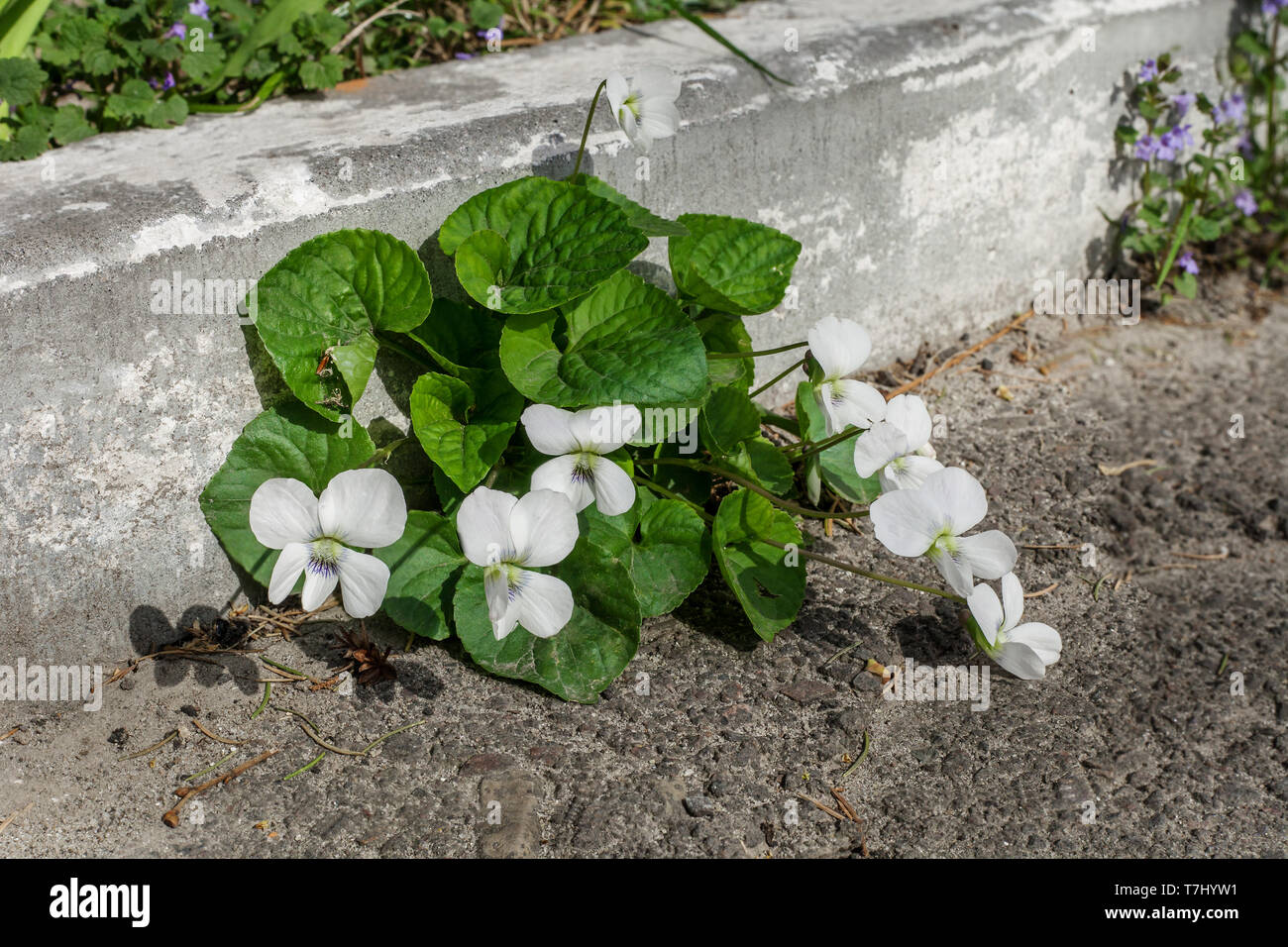Viola odorata 'Alba' white flowers growing in spring garden. English ...