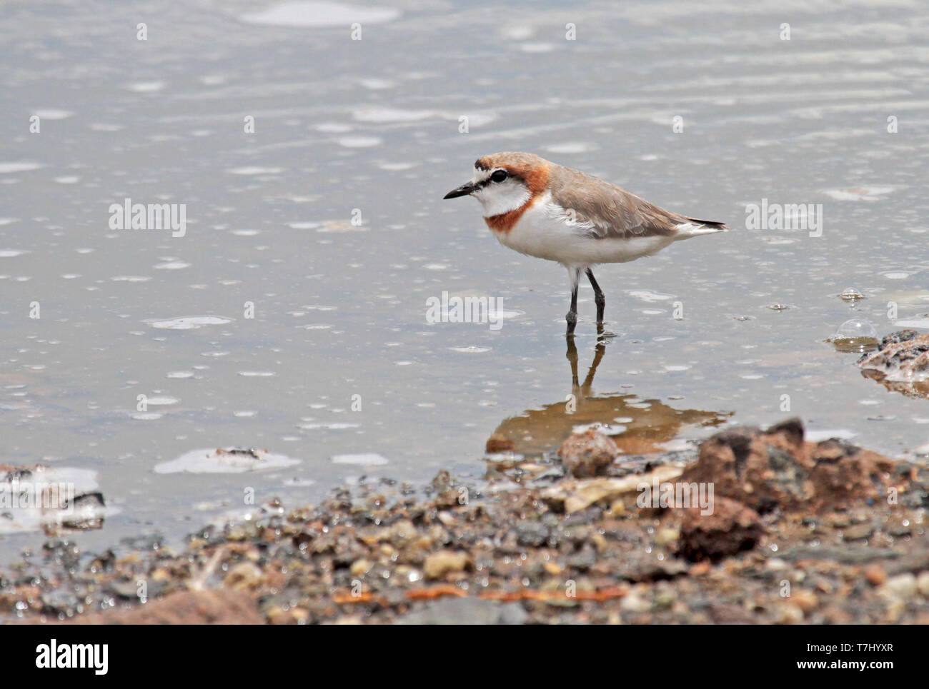 Chestnut-banded plover (Charadrius pallidus) adult Stock Photo - Alamy