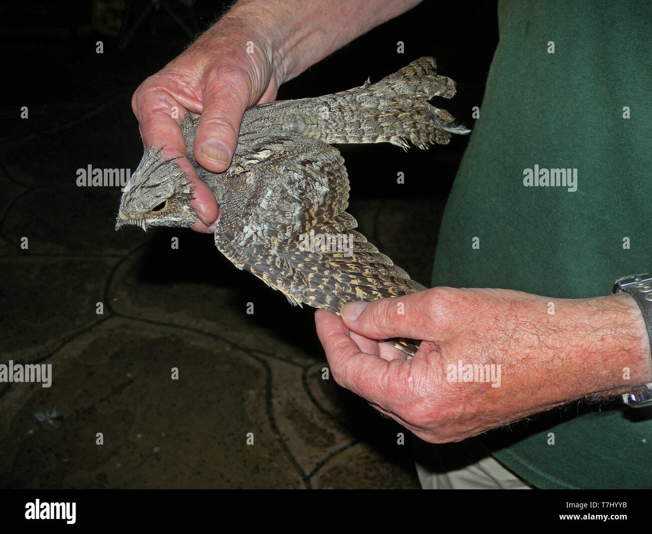 Caprimulgus species hi-res stock photography and images - Alamy