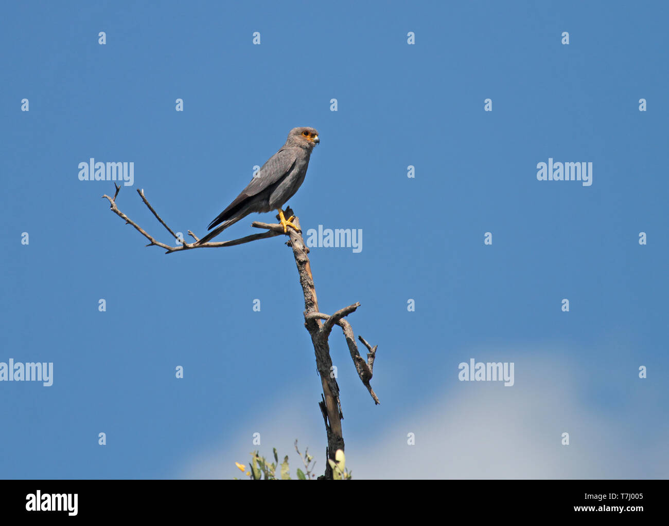 Grey kestrel (Falco ardosiaceus Stock Photo - Alamy