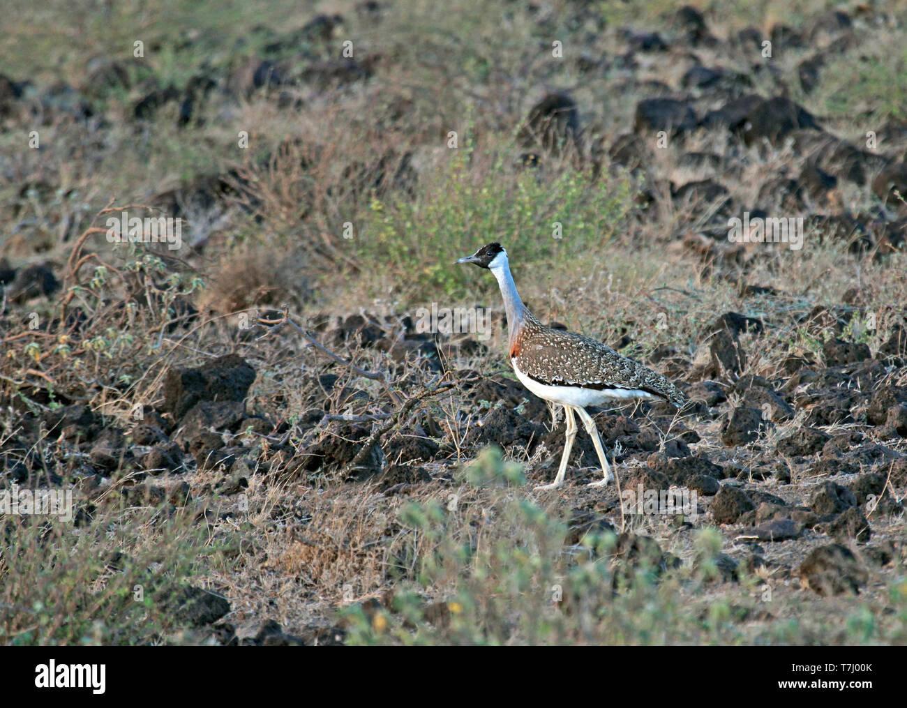 Heuglin’s bustard hi-res stock photography and images - Alamy
