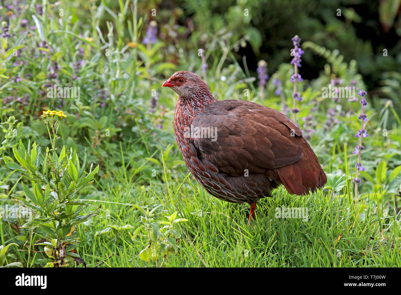 Jackson's francolin (Pternistis jacksoni Stock Photo - Alamy