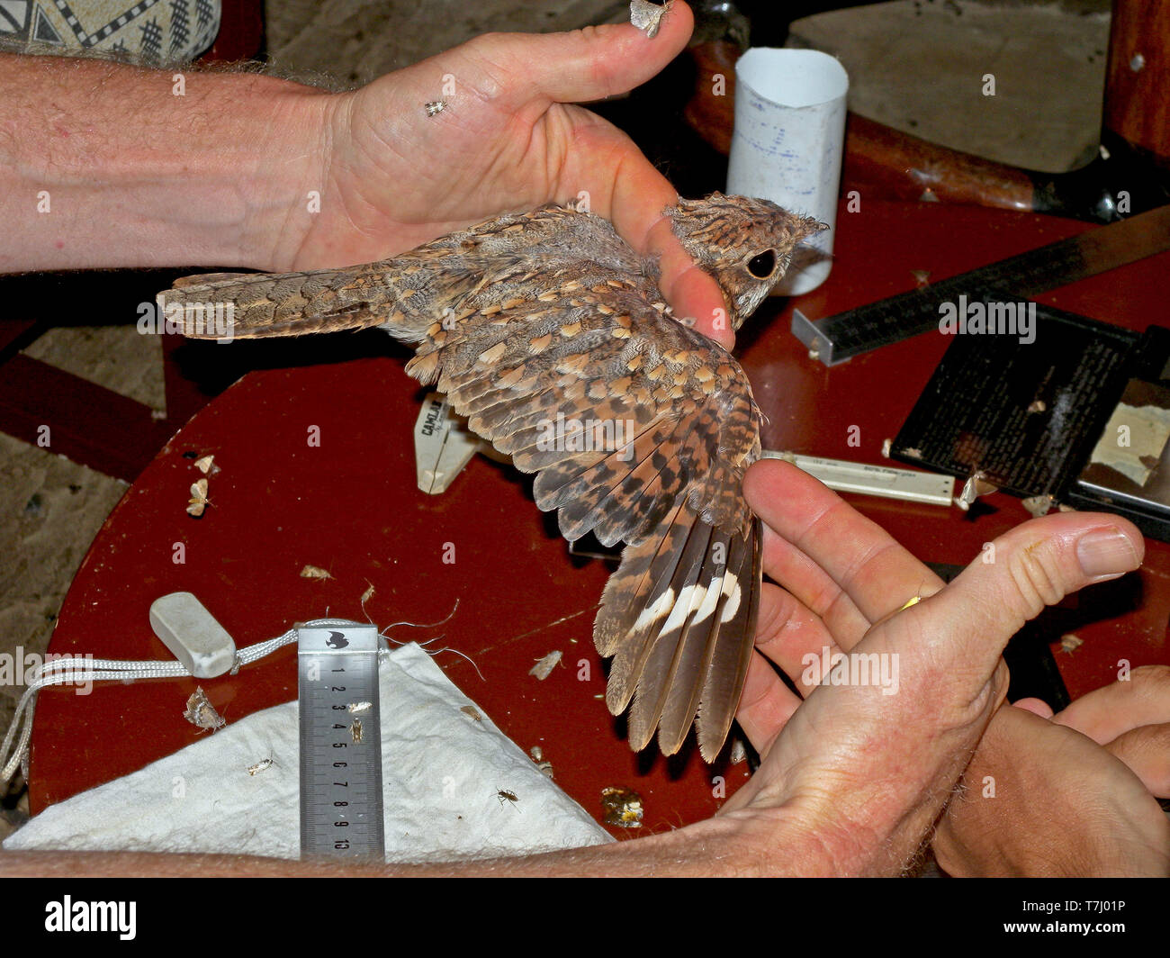 African nightjar hi-res stock photography and images - Alamy