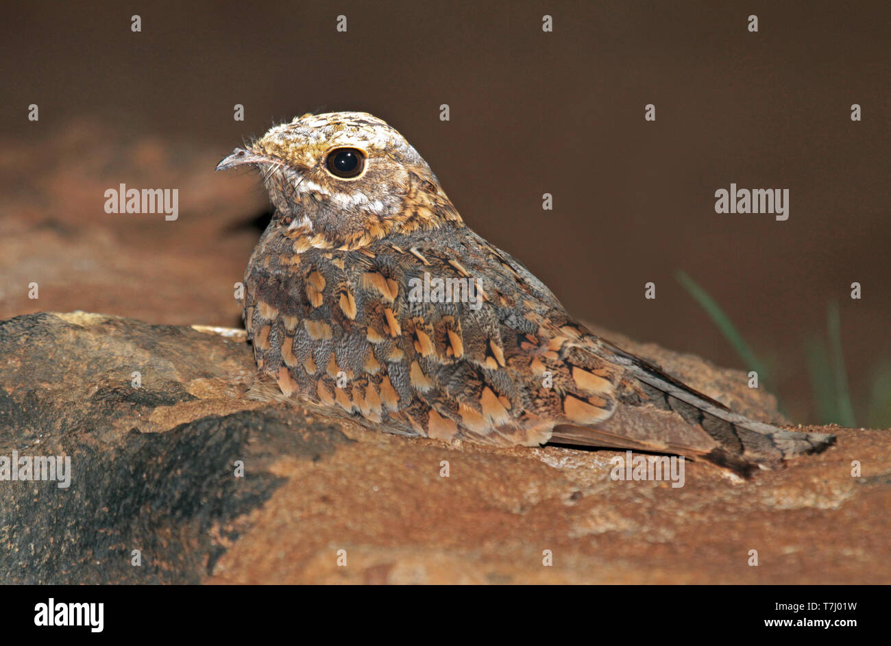 African nightjar hi-res stock photography and images - Alamy