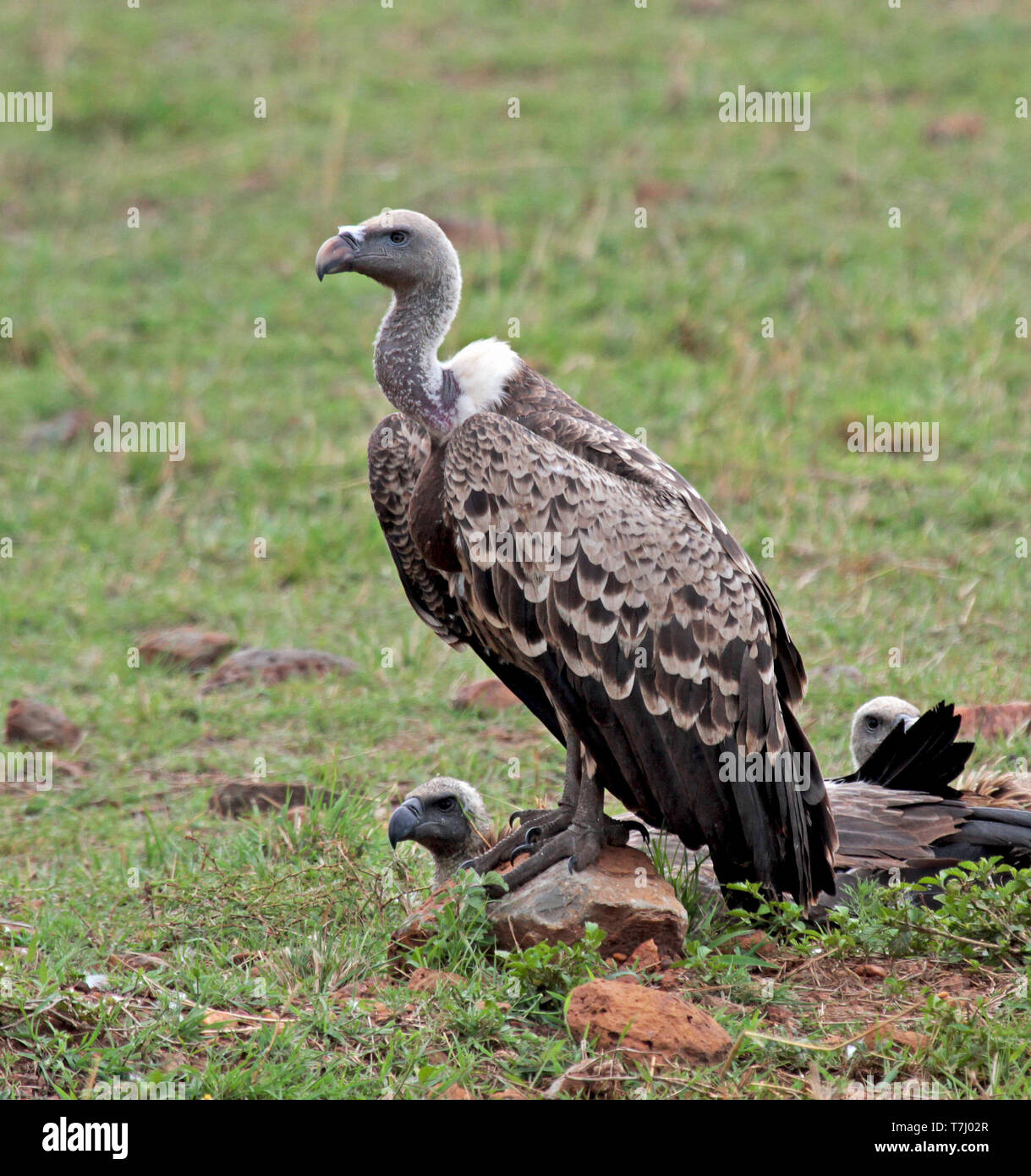 Rueppells griffon vulture gyps hi-res stock photography and images - Alamy