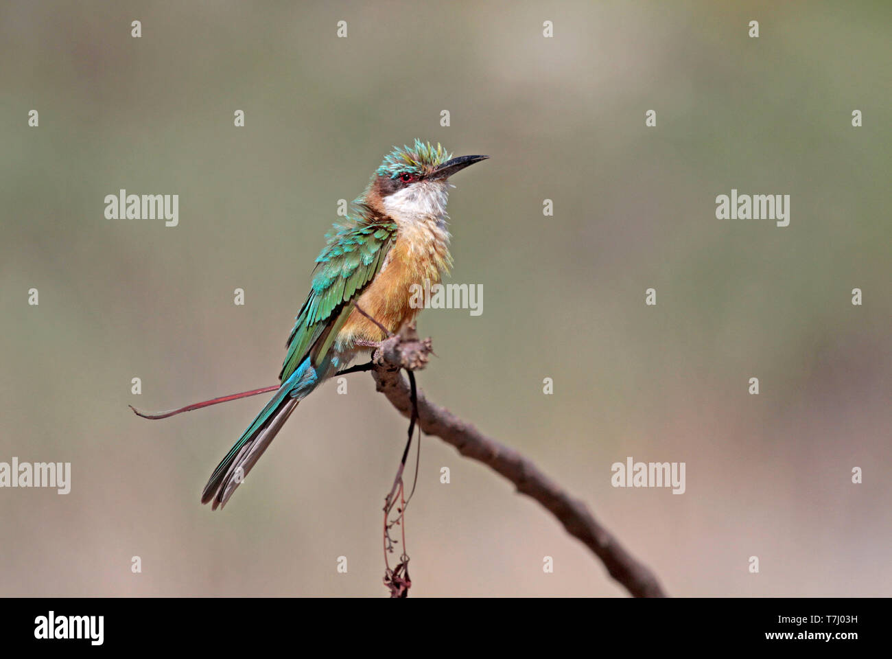 Somali bee eater hi-res stock photography and images - Alamy