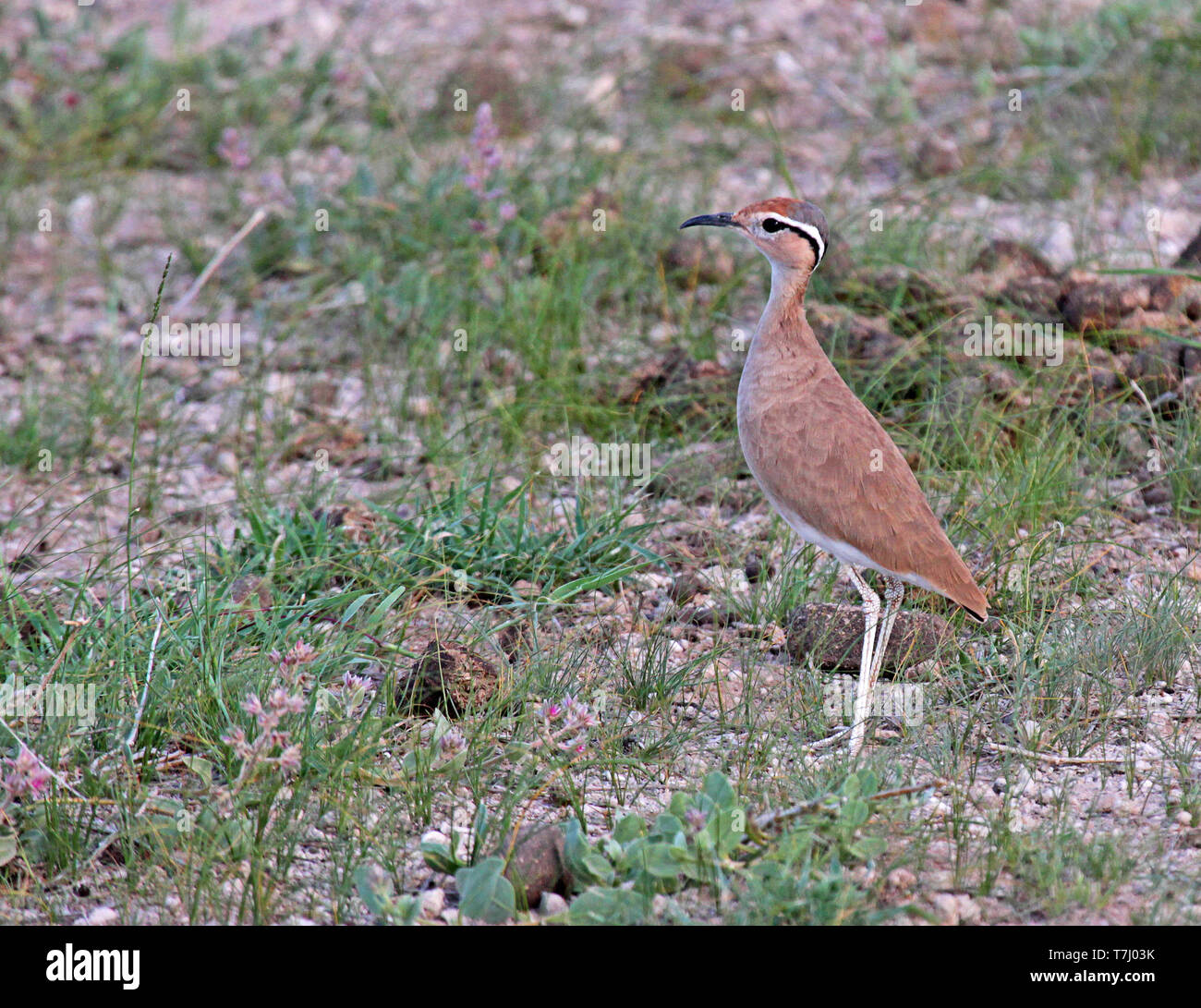 Cursorius somalensis hi-res stock photography and images - Alamy