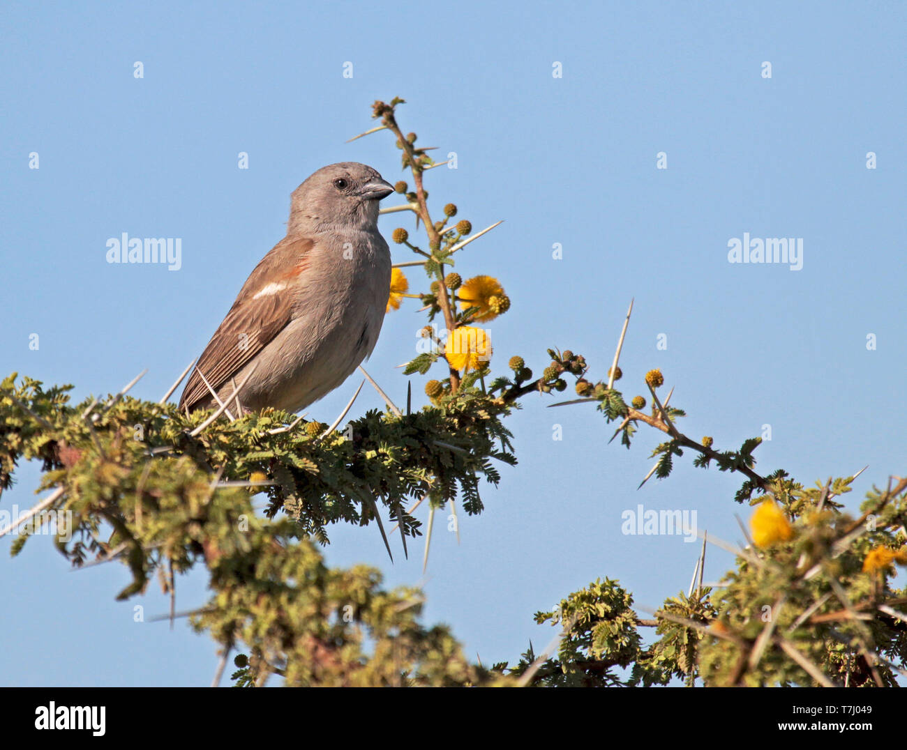 Swahili Sparrow (Passer suahelicus Stock Photo - Alamy