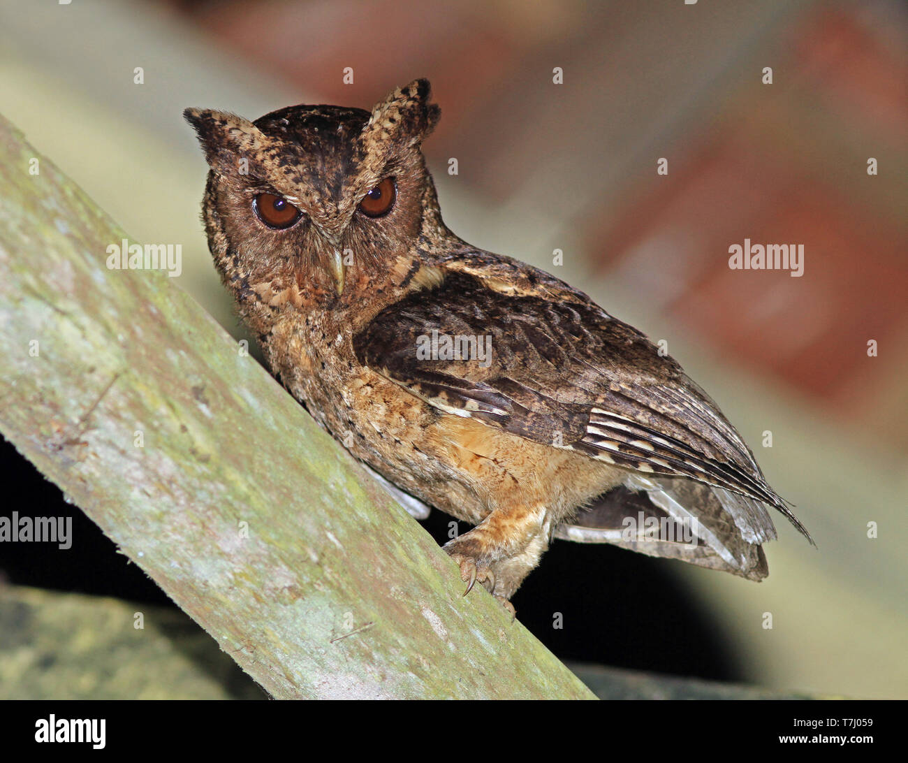 Reddish Scops Owl