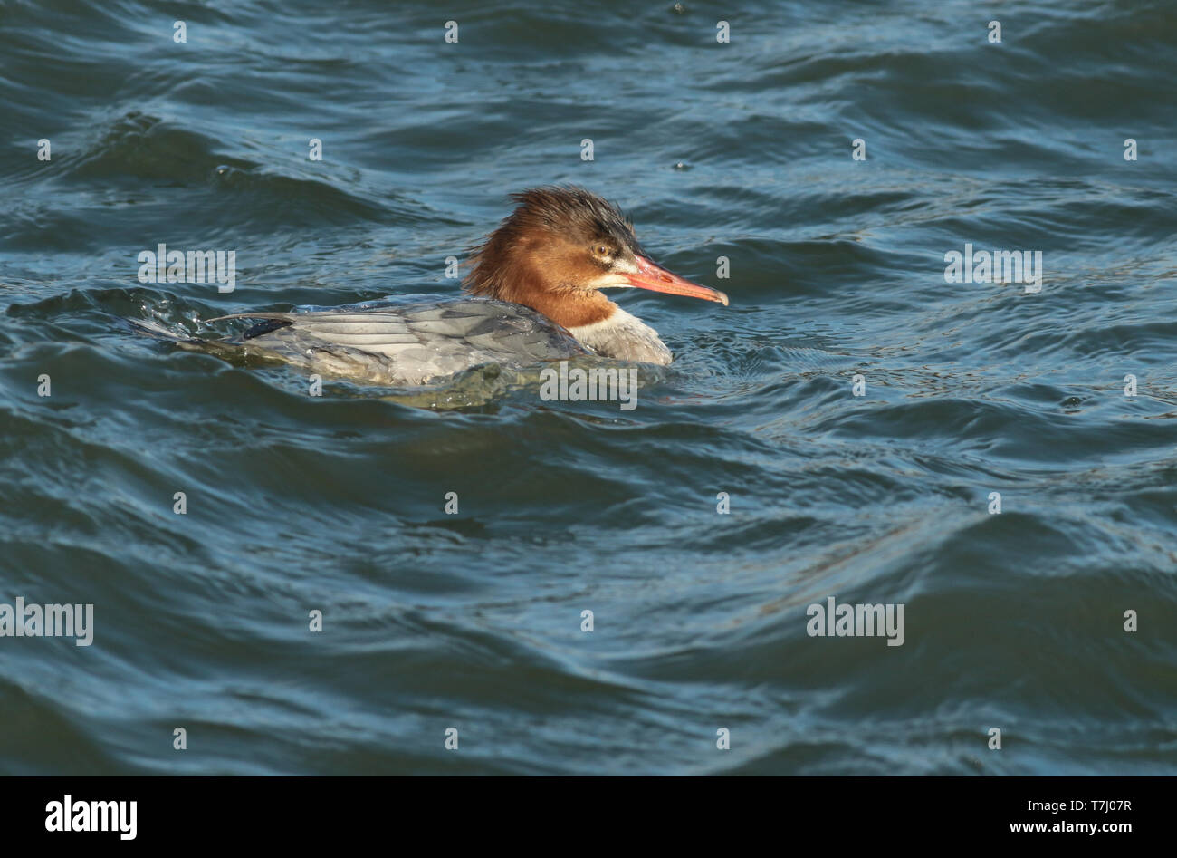 Common Merganser (Mergus merganser), first-winter swimming in lake in ...