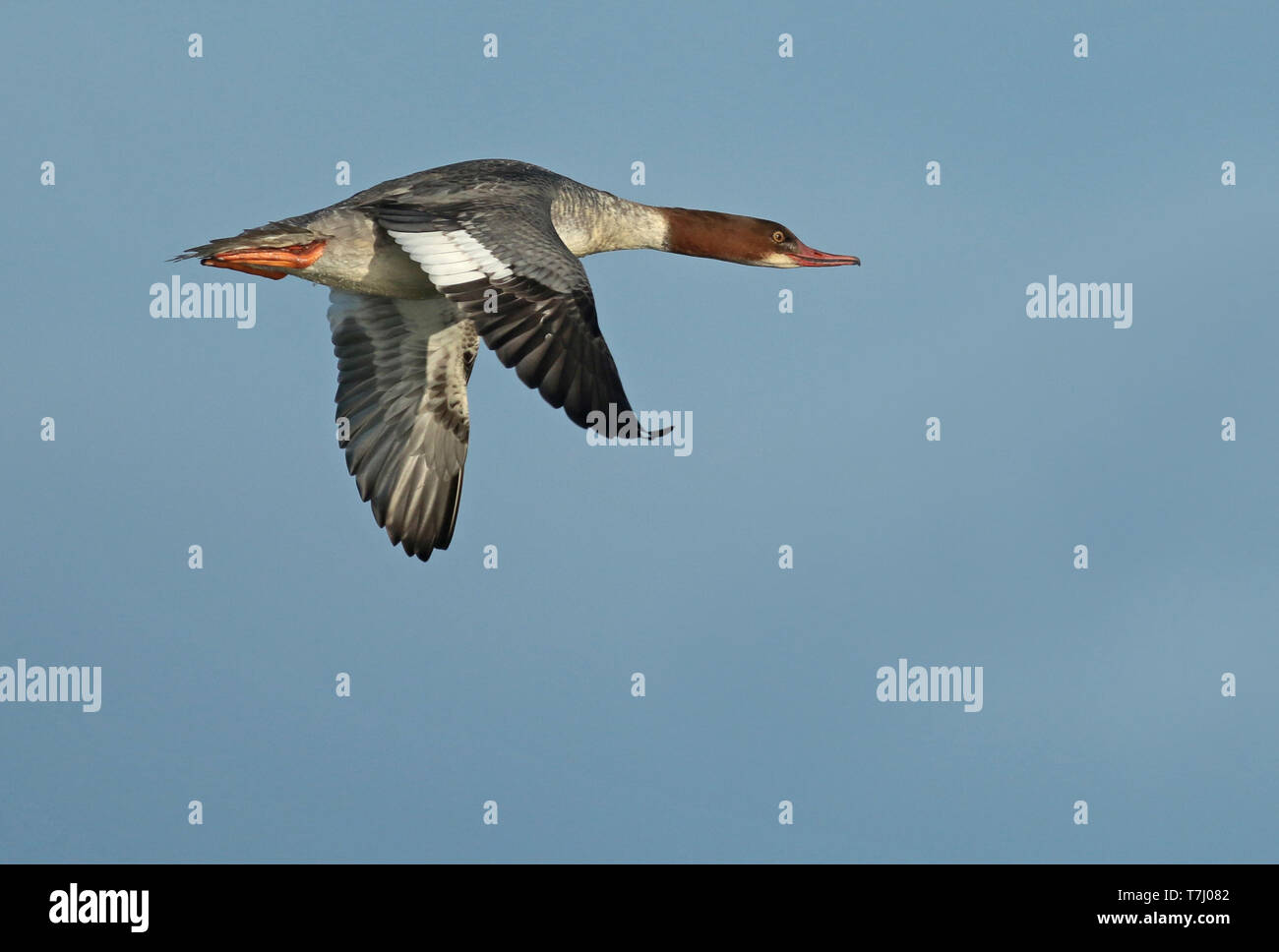 Goosander (Mergus merganser), first-winter male in flight, seen from ...