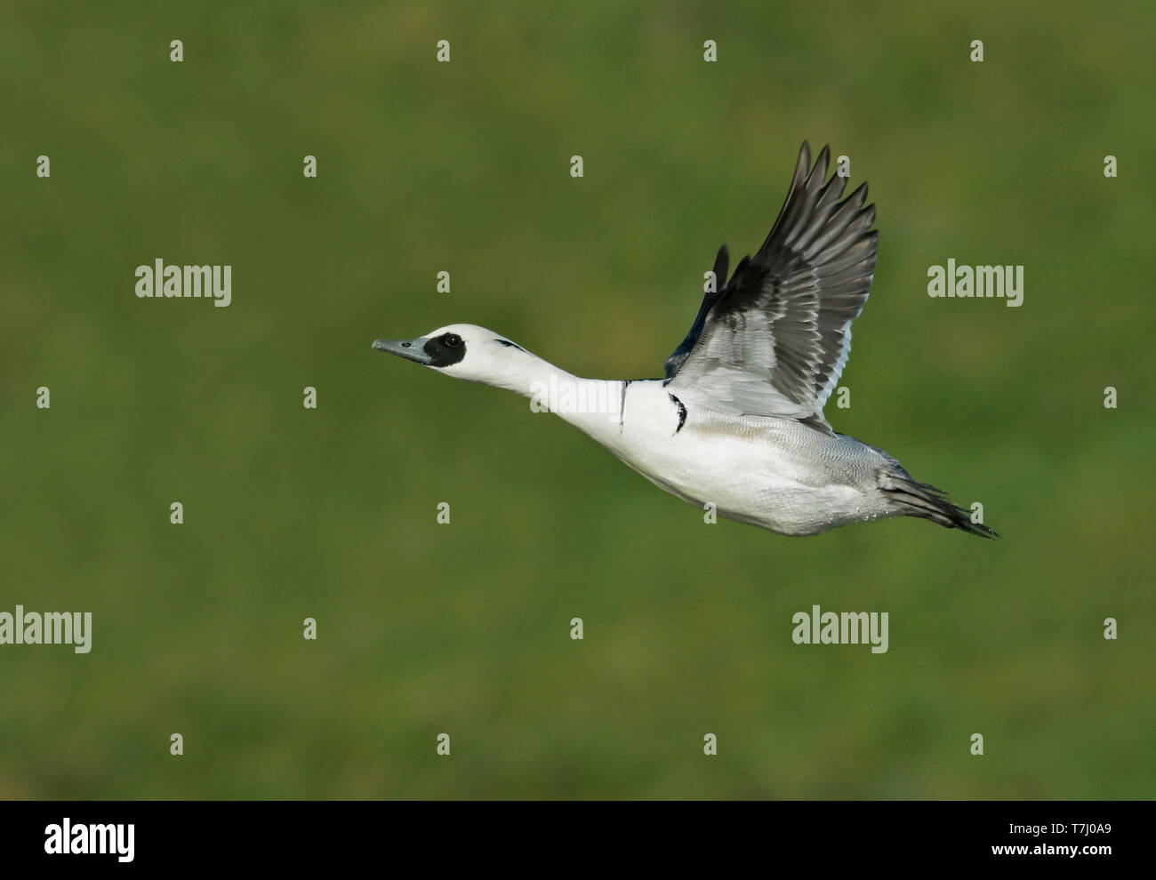Smew (Mergellus albellus), adult male in flight, seen from the side ...