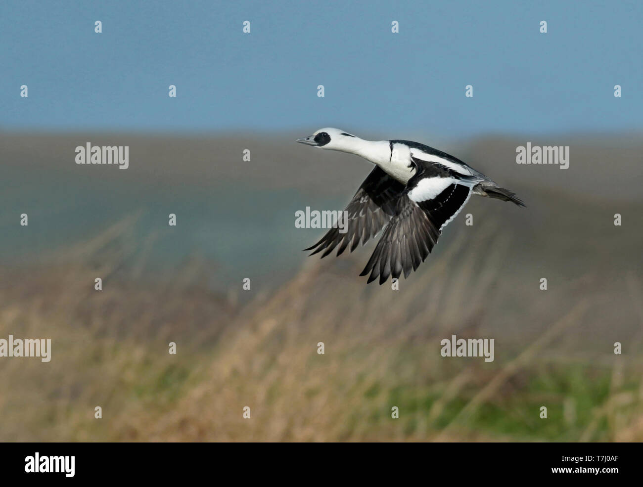 Smew flying hi-res stock photography and images - Alamy