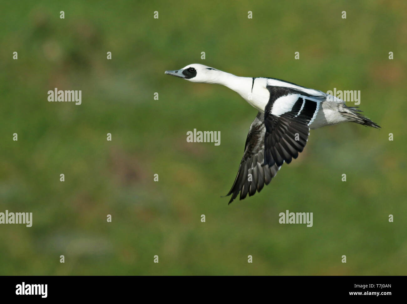 Smew (Mergellus albellus), adult in flight, seen from the side, showing ...