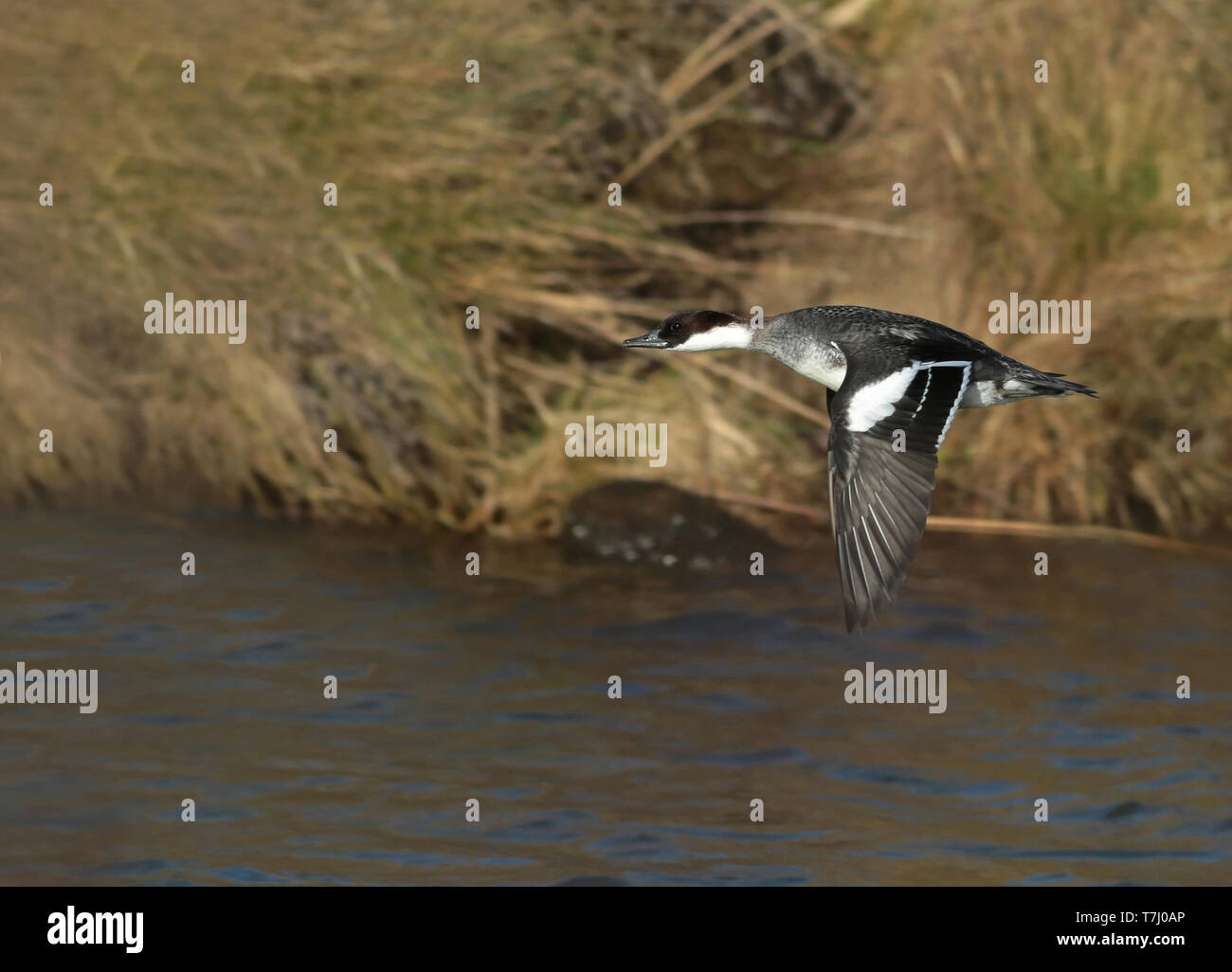 Smew (Mergellus albellus), adult female in flight, seen from the side ...