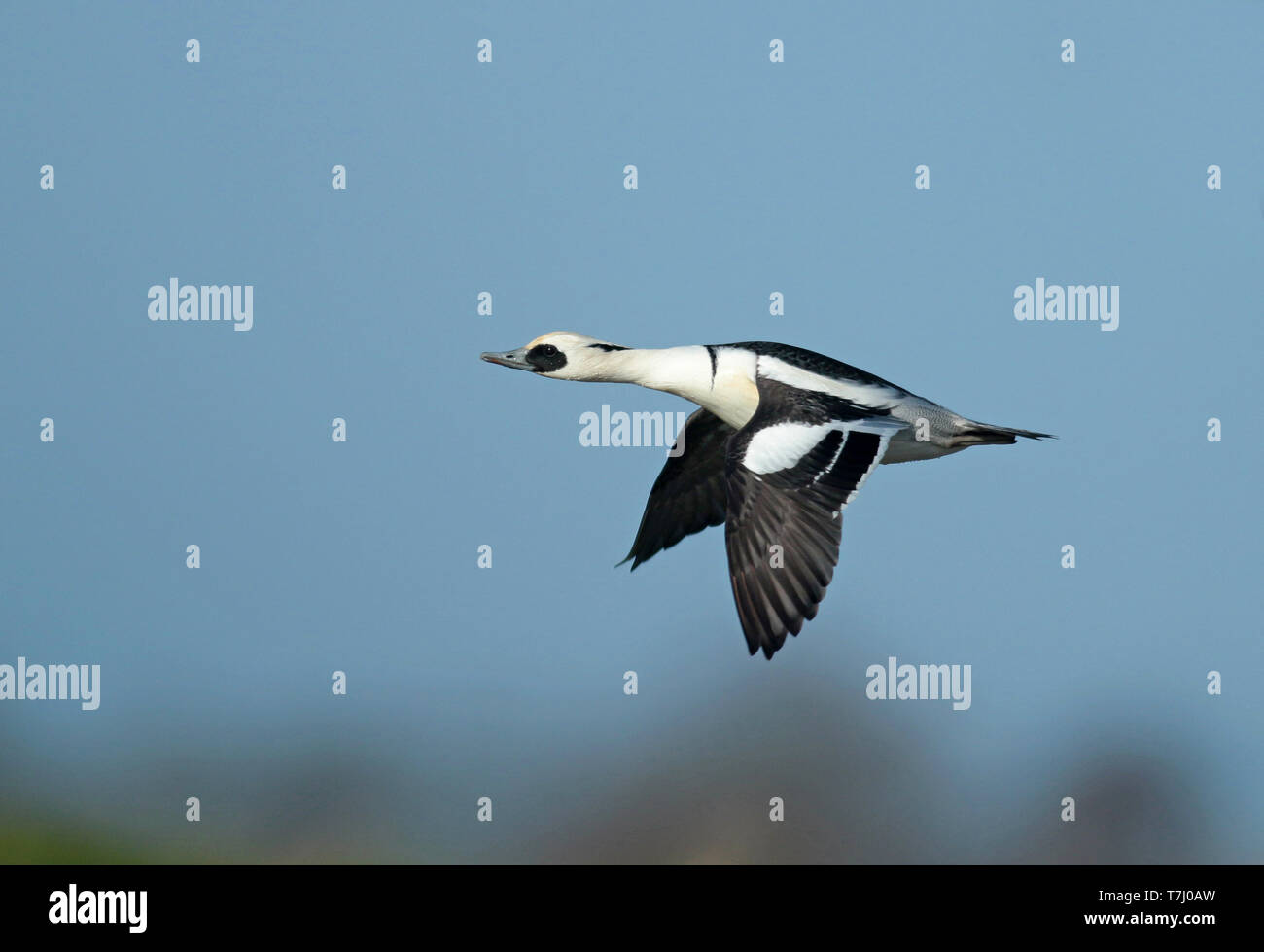 Smew flying hi-res stock photography and images - Alamy