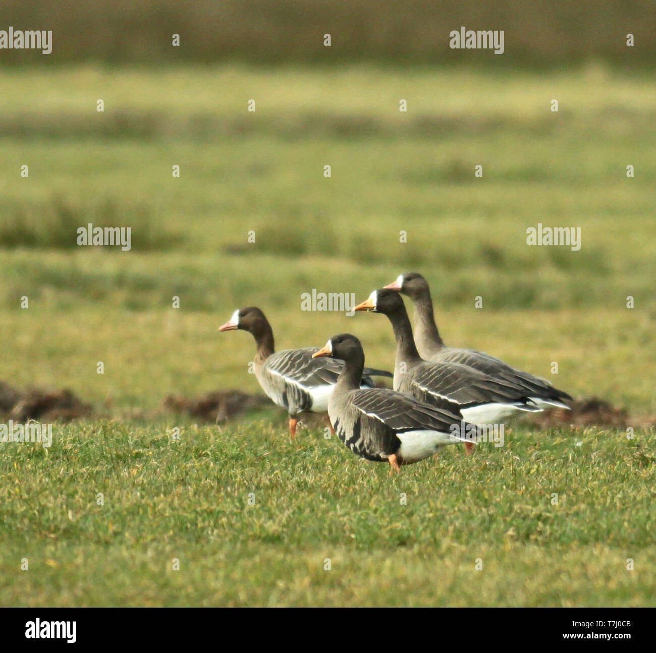 White fronted geese in a meadow hi-res stock photography and images - Alamy