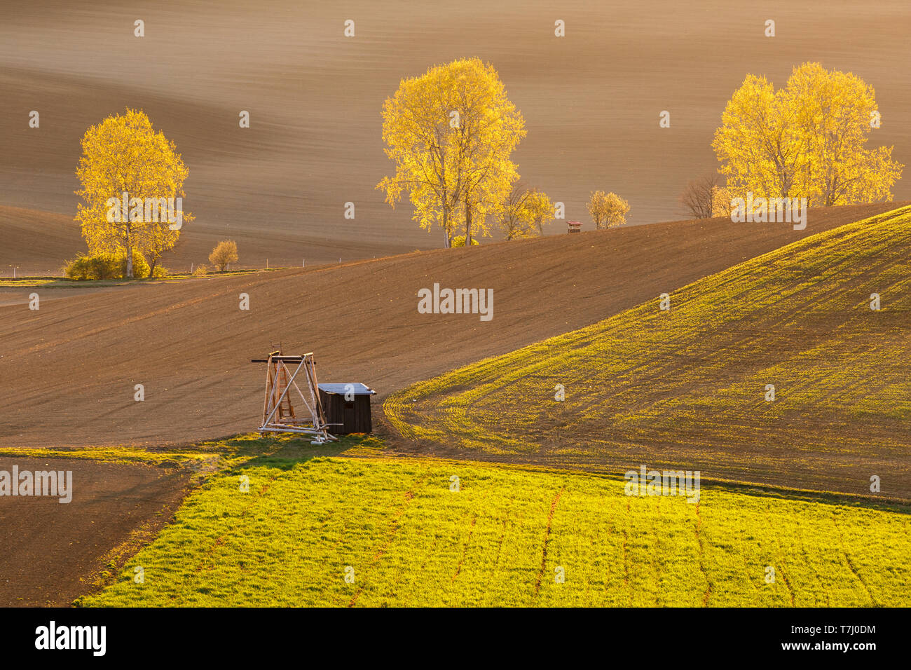 Trees in the fields, Turiec region, northern Slovakia Stock Photo - Alamy