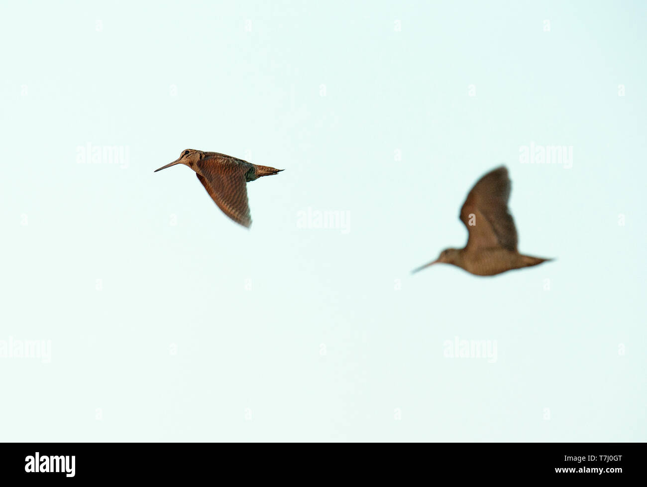 Woodcock flying hi-res stock photography and images - Alamy