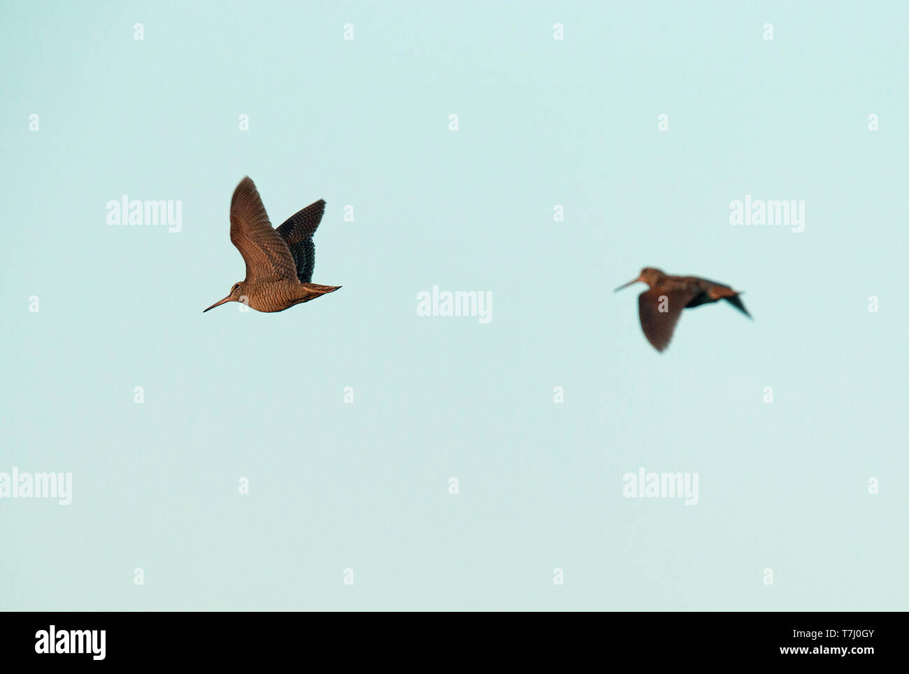 Woodcock flying bird hi-res stock photography and images - Alamy