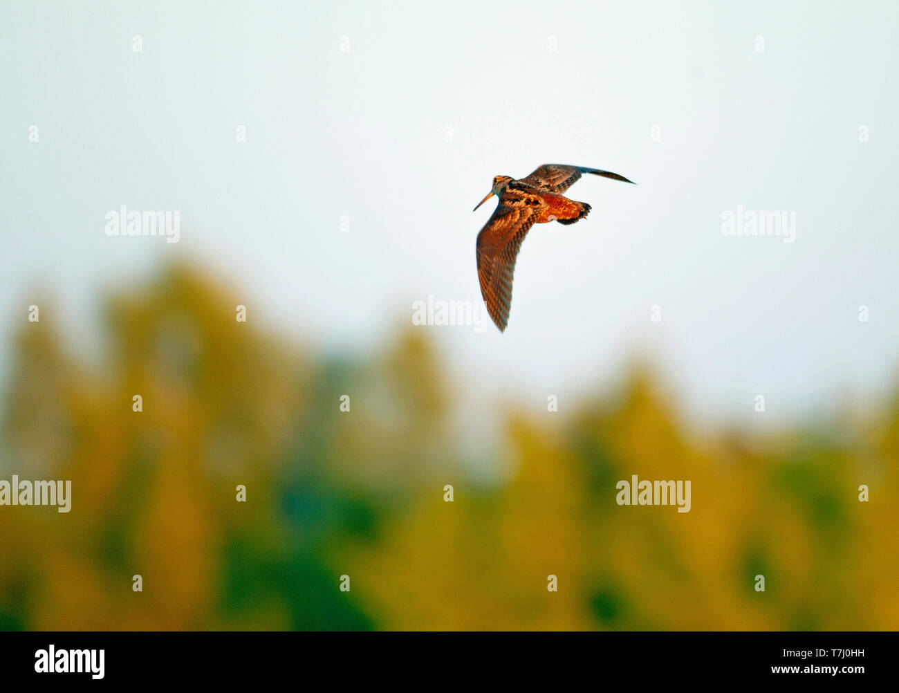 Male Eurasian Woodcock (Scolopax rusticola) in display flight at dusk ...