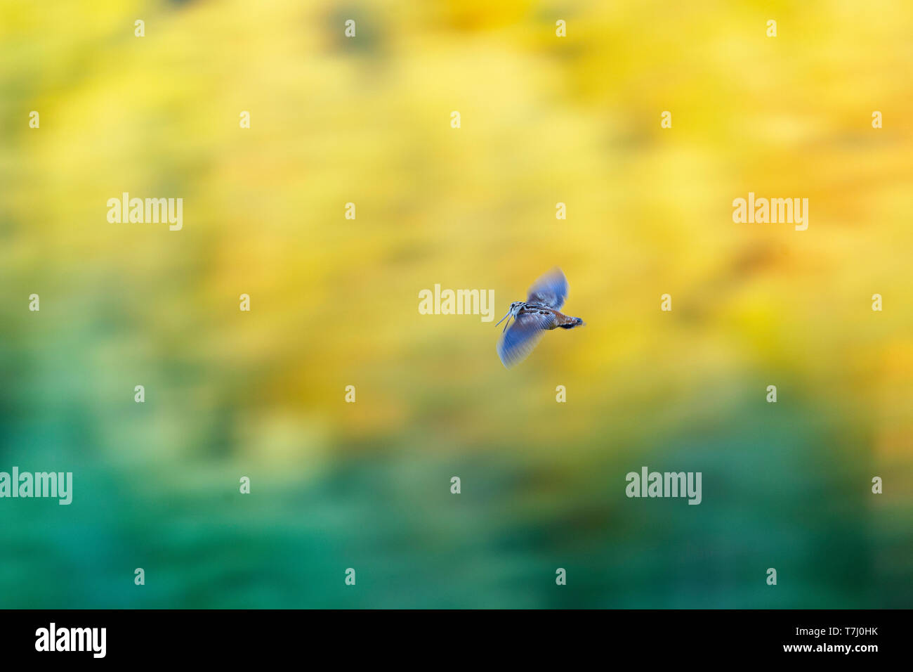 Male Eurasian Woodcock (Scolopax rusticola) in display flight at dusk ...
