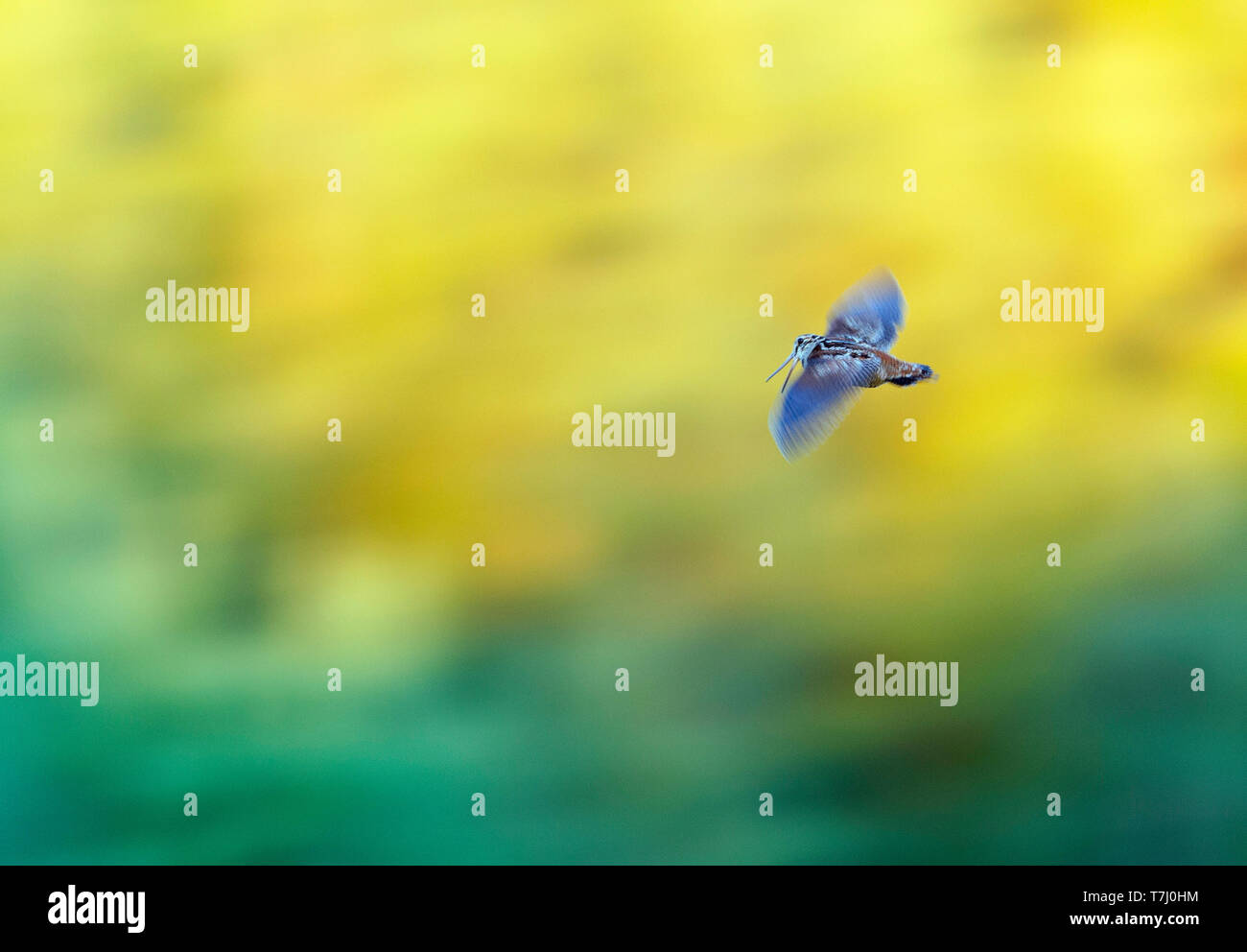 Male Eurasian Woodcock (Scolopax rusticola) displaying at dusk in ...