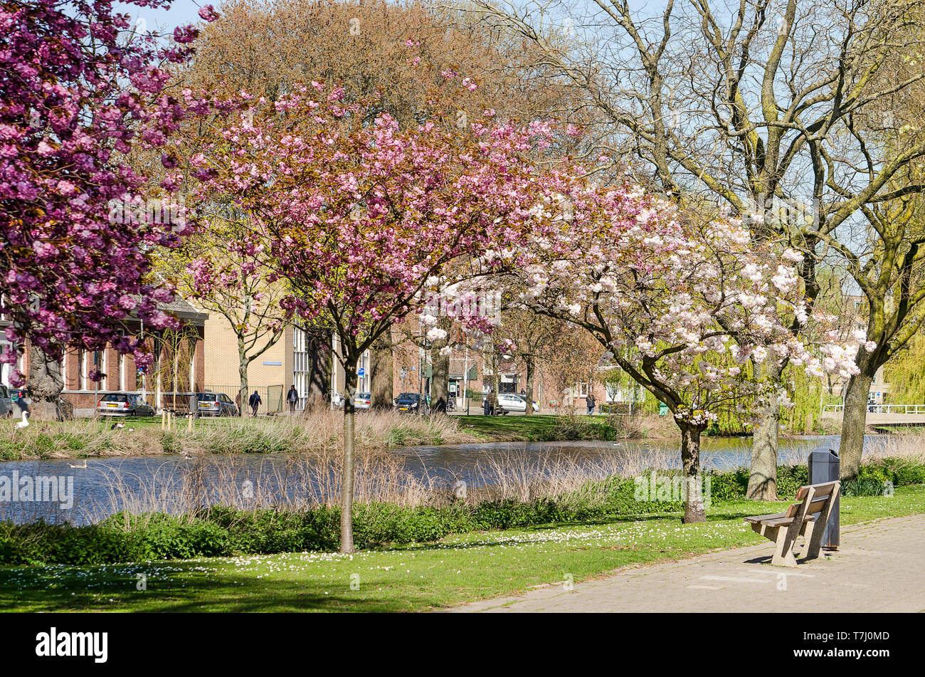 Rotterdam, The Netherlands, April 10, 2019: Blossoming prunus trees in ...
