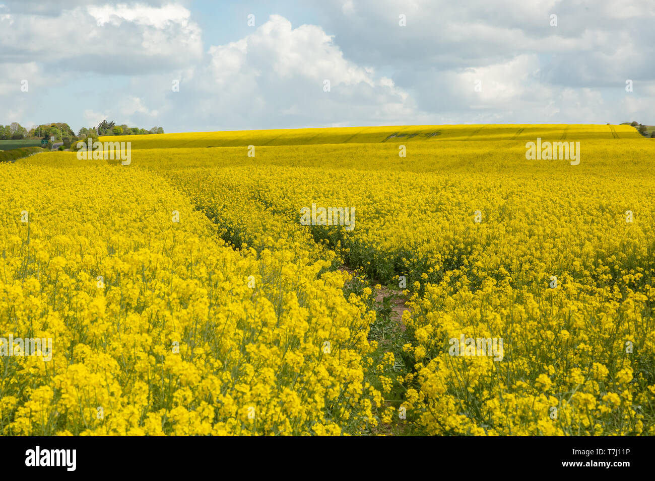 Rape Seed Field at Sixpenny Handley Dorset Stock Photo - Alamy