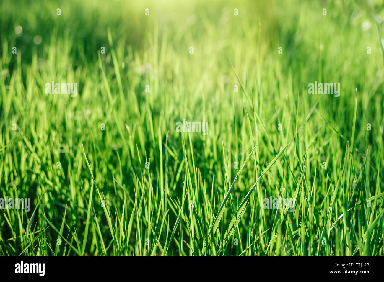 Beautiful green background by the fresh grass Stock Photo - Alamy