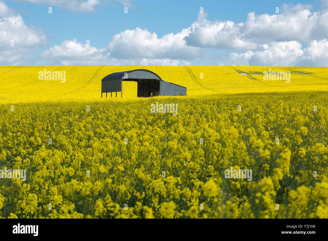 Rape Seed Field at Sixpenny Handley Dorset Stock Photo - Alamy