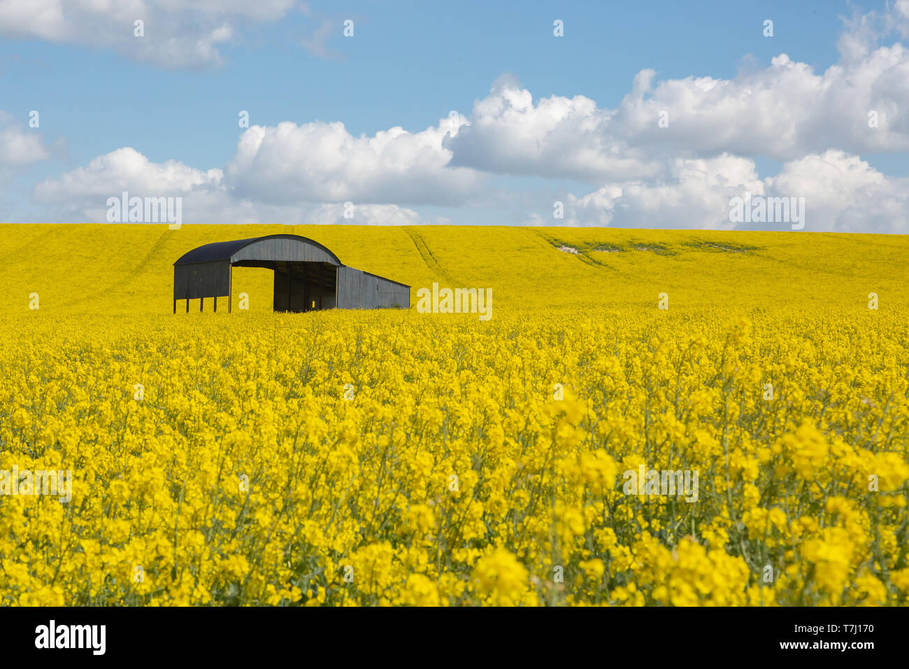Rape Seed Field at Sixpenny Handley Dorset Stock Photo - Alamy