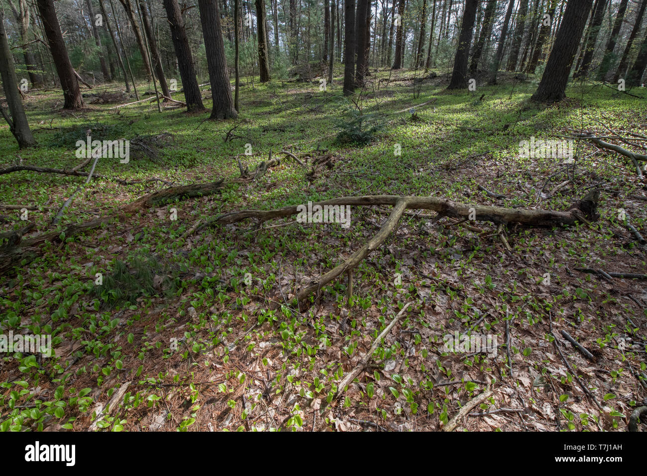 Wooded area in spring Stock Photo - Alamy
