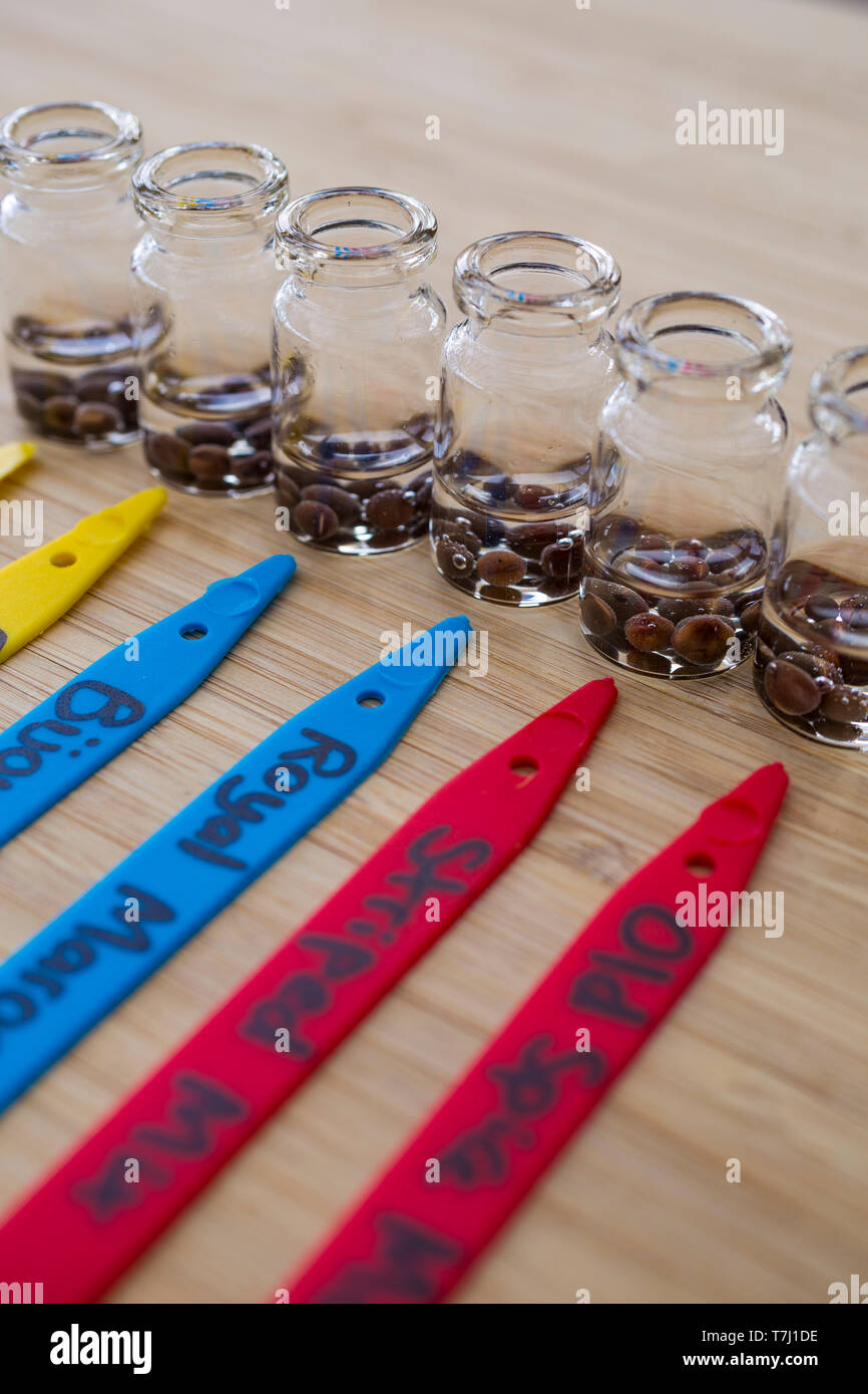 Soaking seeds hi-res stock photography and images - Alamy