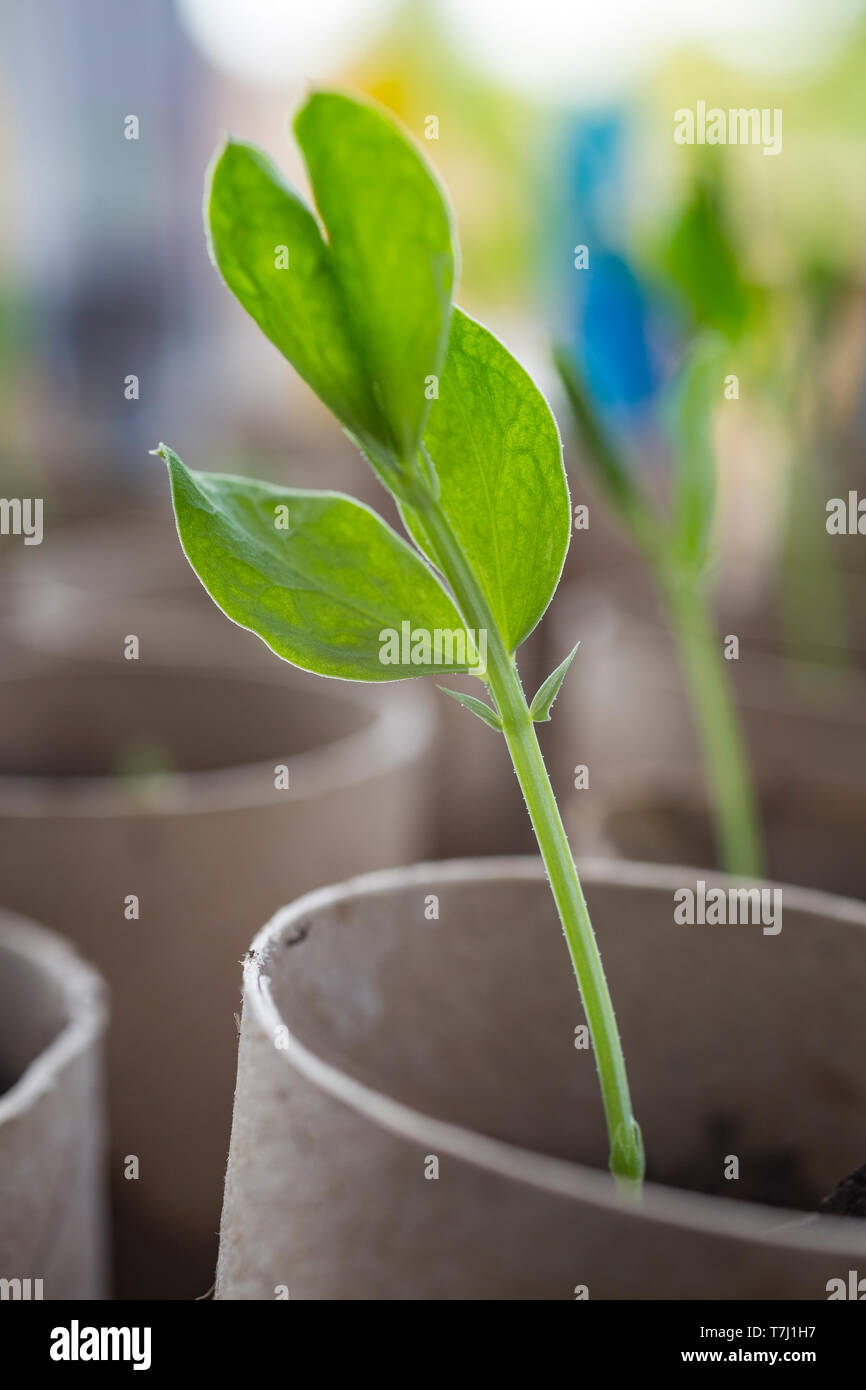 Pea seedling hi-res stock photography and images - Alamy