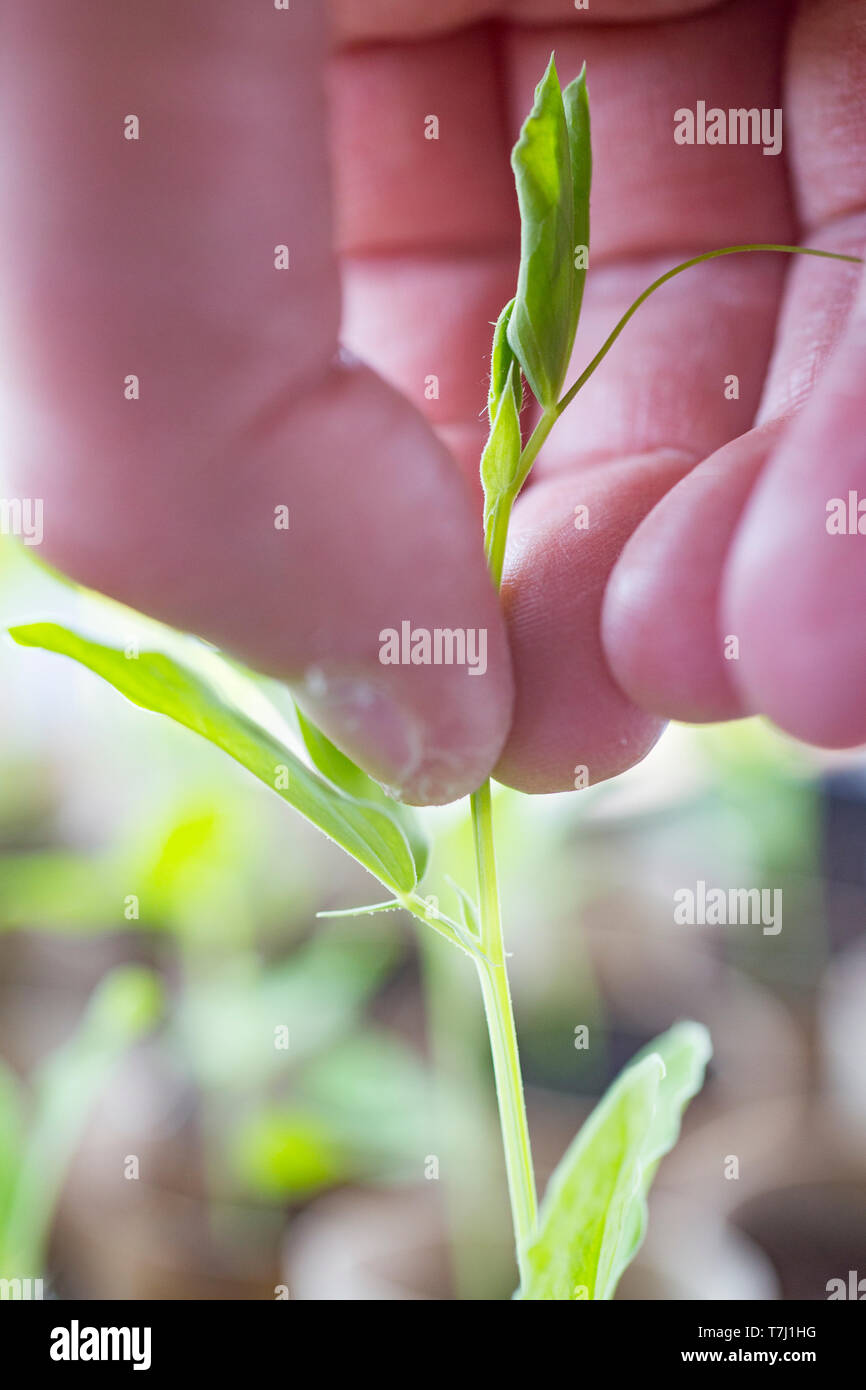 Pinch out seedlings hi-res stock photography and images - Alamy