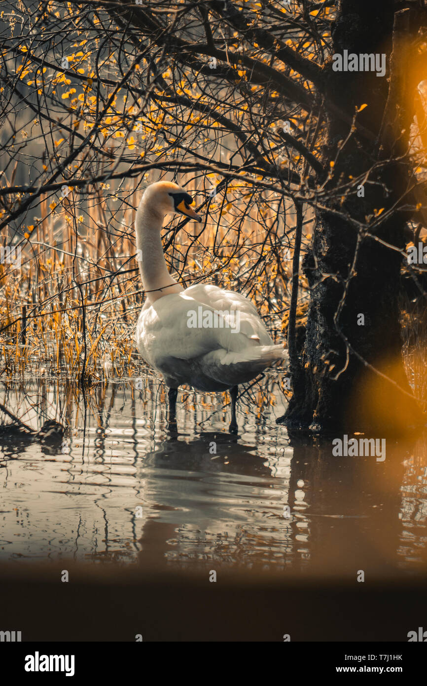 Ireland farm animals animal hi-res stock photography and images - Alamy