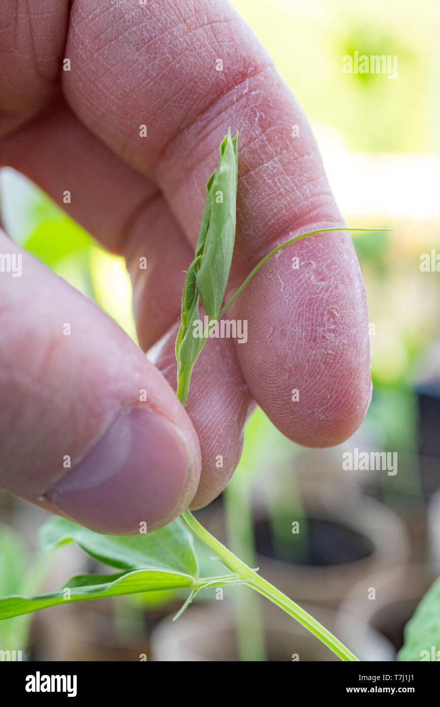 Pinching out the tips of Sweet Pea seedlings Stock Photo - Alamy