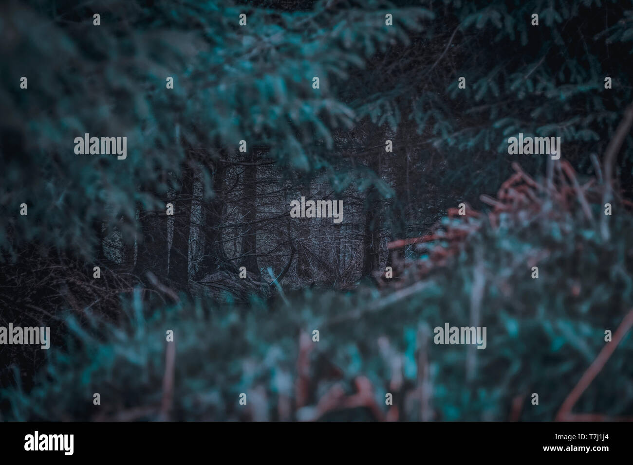 Tibradden Wood Forest in Dublin, Ireland, in 2019 Stock Photo - Alamy