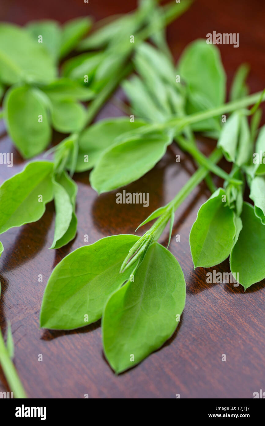 A collection of Sweet Pea seedling tips after being pinched out Stock ...