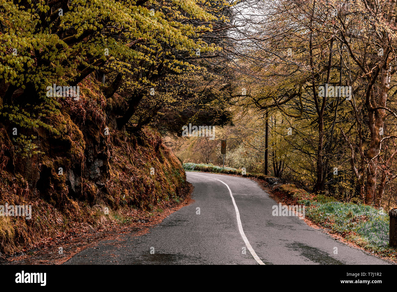Tibradden Wood Forest in Dublin, Ireland, in 2019 Stock Photo - Alamy