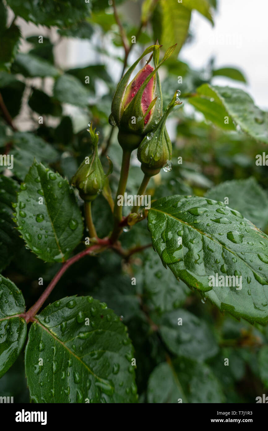 Rose buds wet with water droplets after a passing spring shower look ...