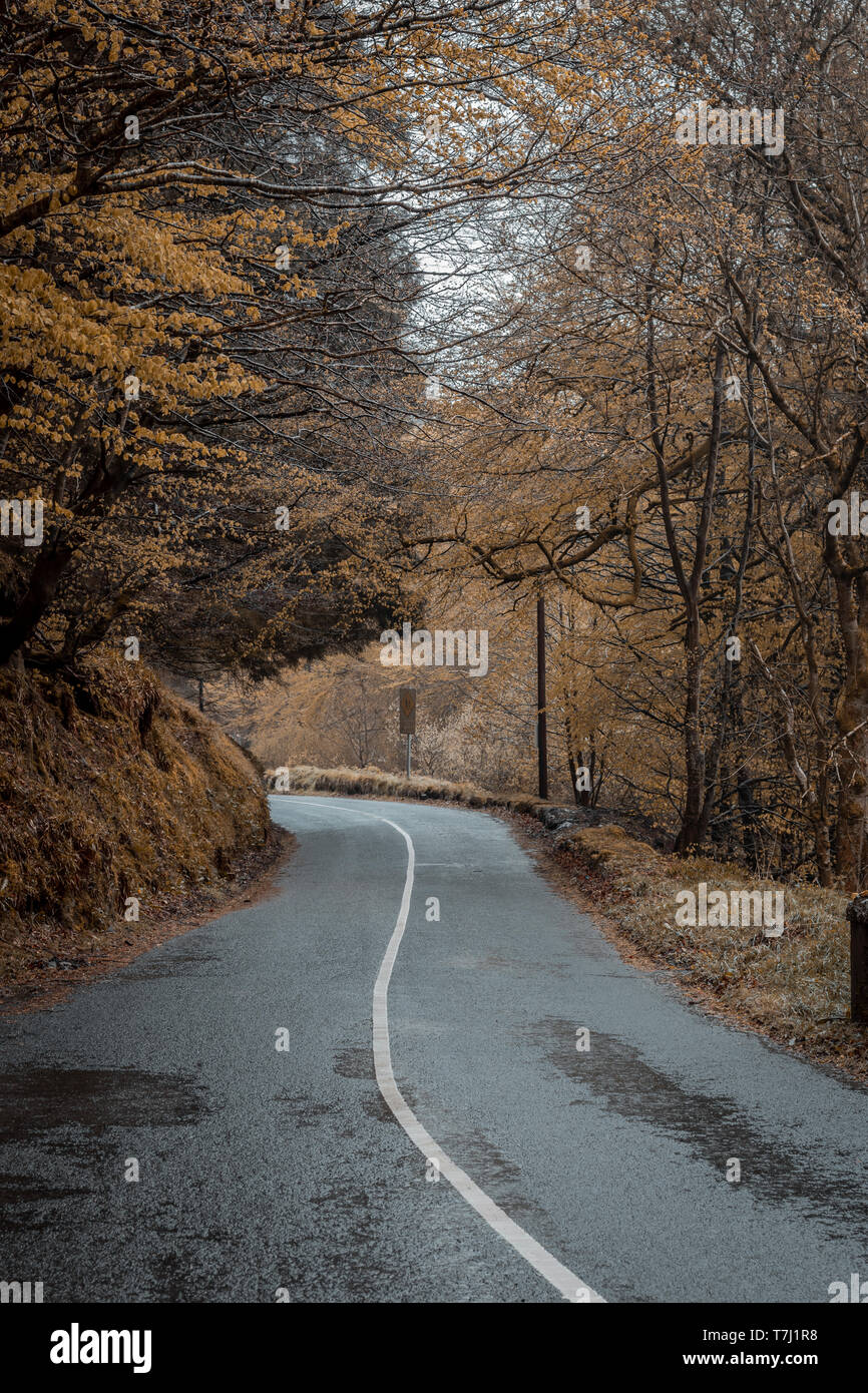 Tibradden Wood Forest in Dublin, Ireland, in 2019 Stock Photo - Alamy