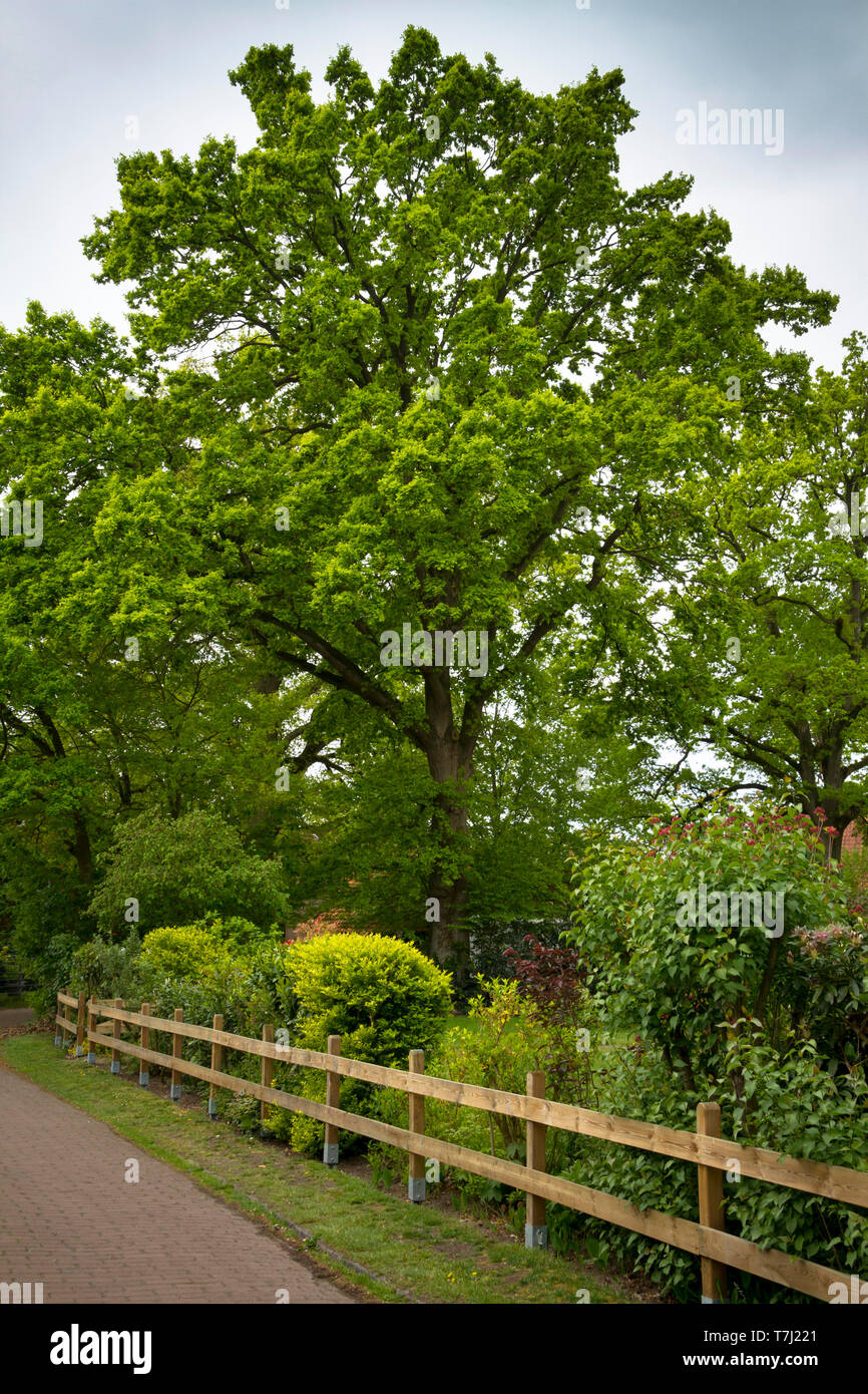 large old oak tree in Fischerhude, Germany. grosse alte Eiche in ...