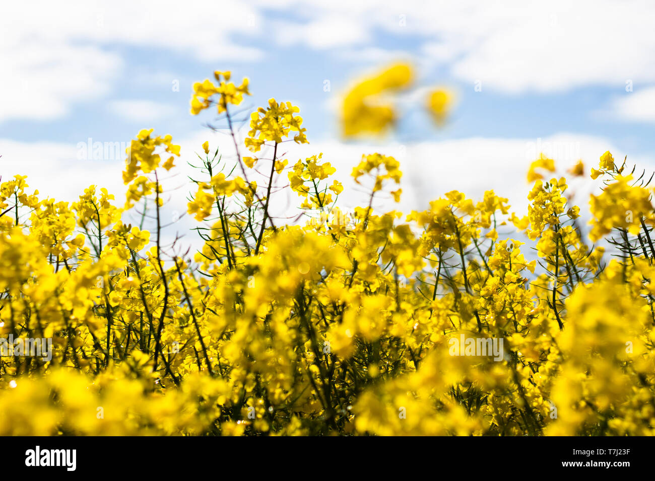 Yellow rapeseed fields in Dublin, Ireland, in 2019 Stock Photo - Alamy