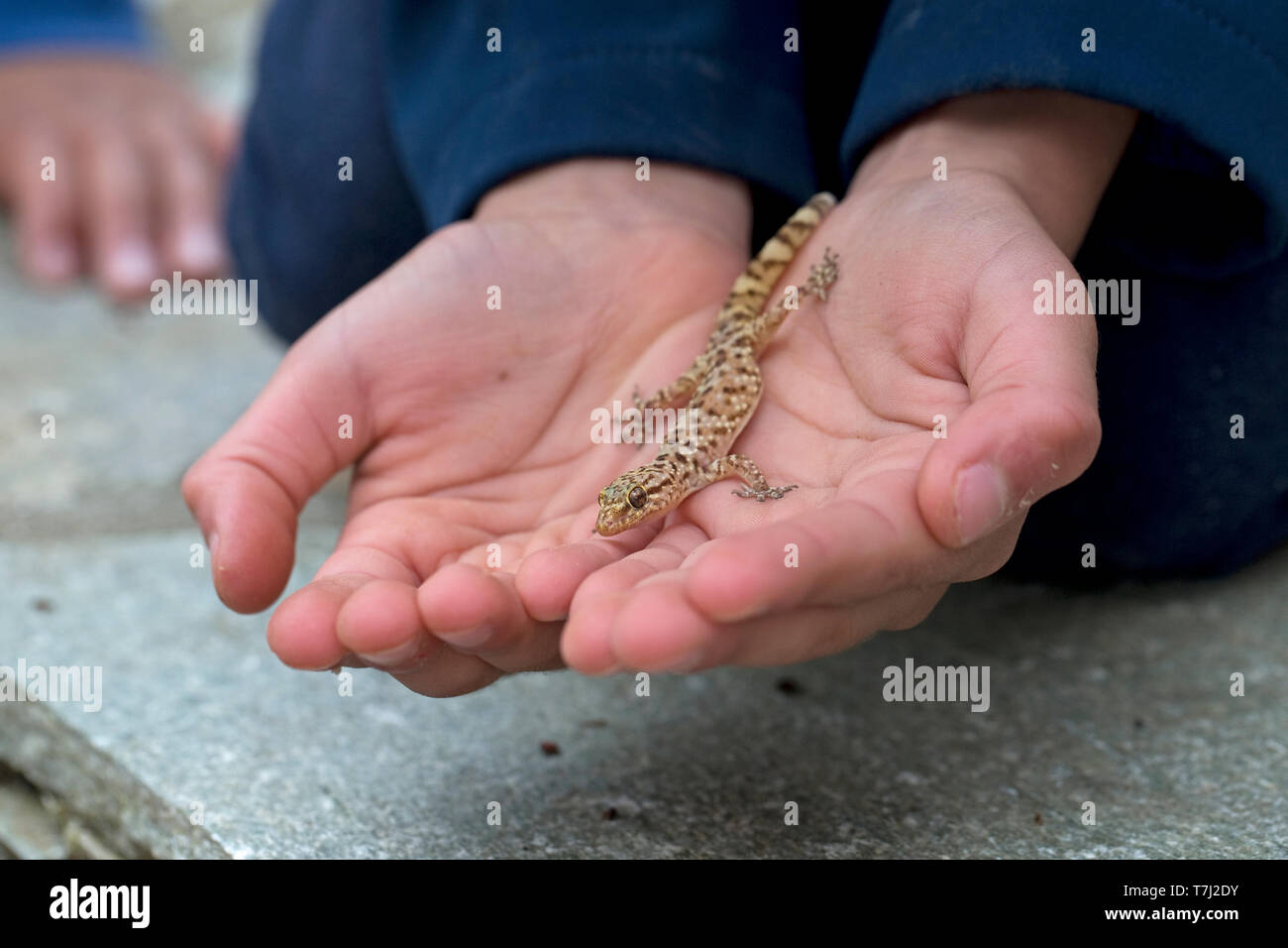 Gecko in hand hi-res stock photography and images - Alamy