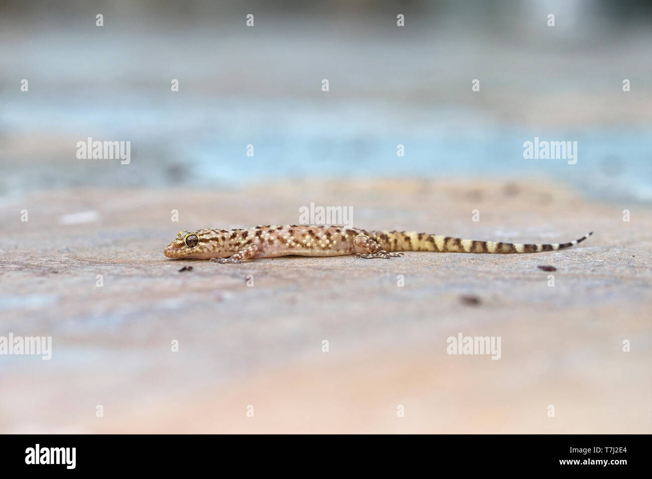 Mediterranean House Gecko (Hemidactylus turcicus Stock Photo - Alamy