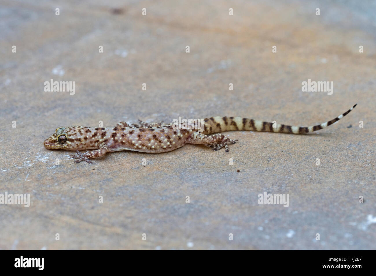 Mediterranean House Gecko (Hemidactylus turcicus Stock Photo - Alamy